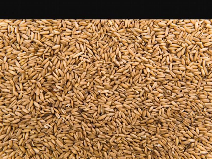 Корма для с х животных