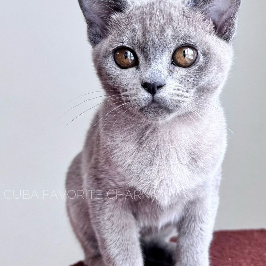 Бурманские котята,бурма