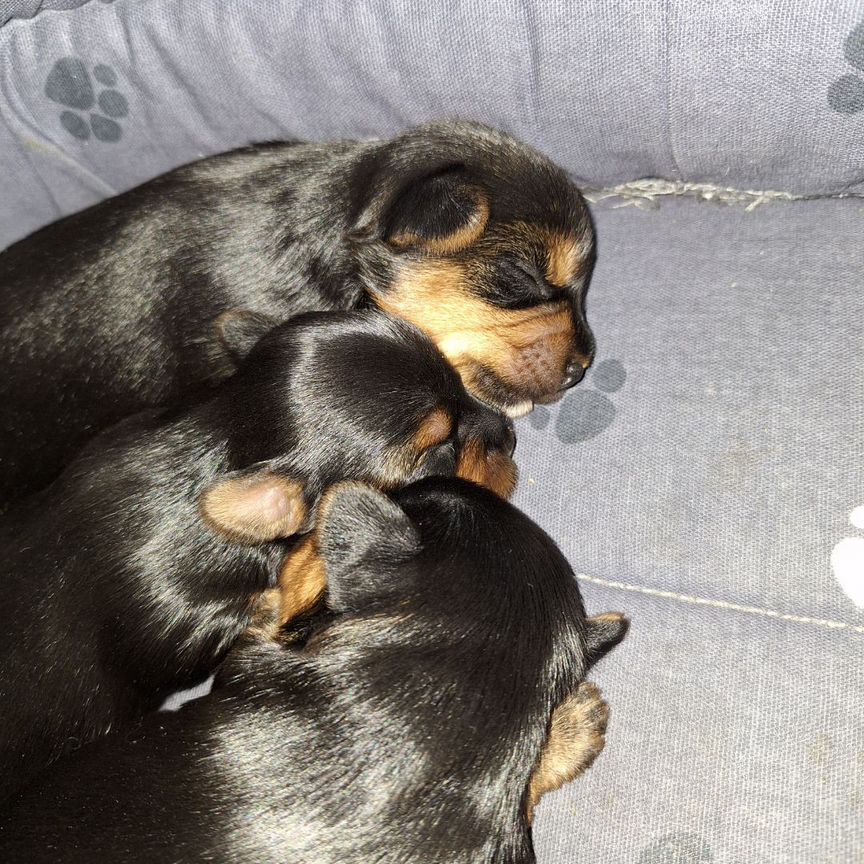 Йоркширский терьер щенки