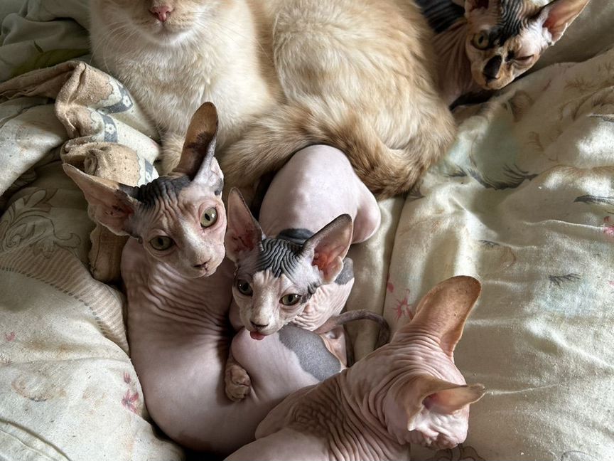 Канадский сфинкс котенок