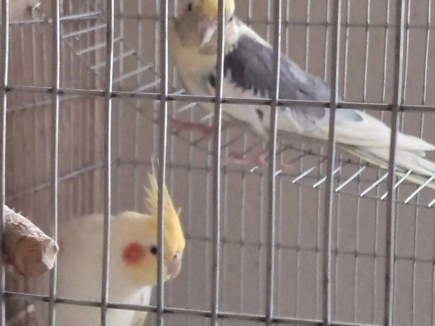 Попугаи карел пара