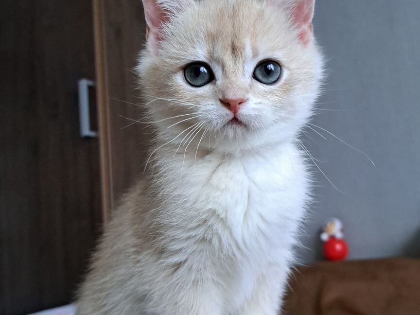 Британский котик золотая шиншилла ау12