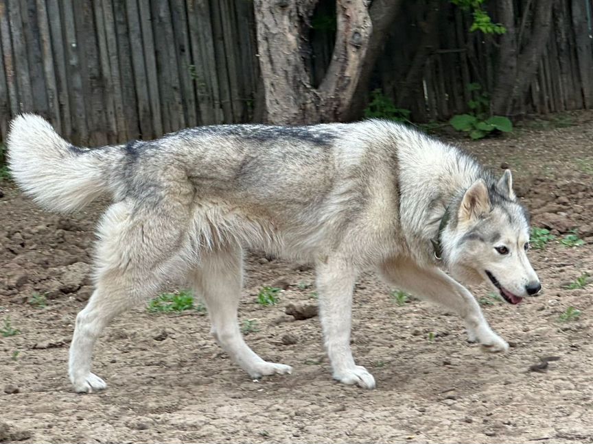 Девочка хаска отдам