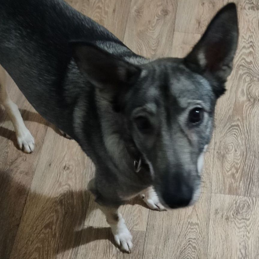 Взрослая собака в добрые руки