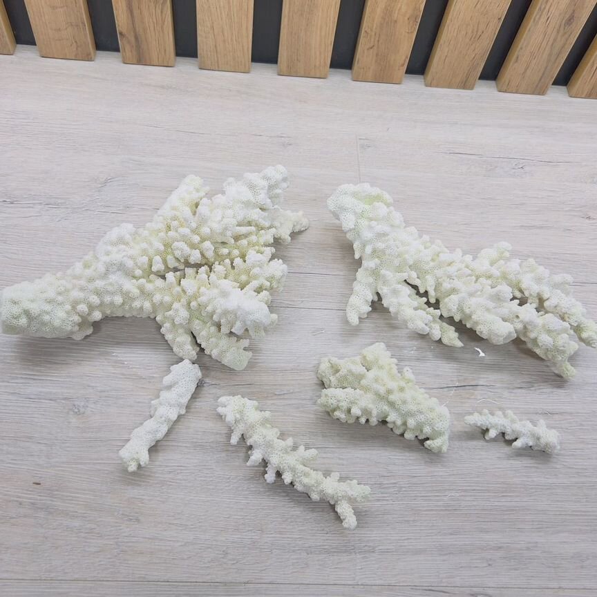 Коралл настоящий