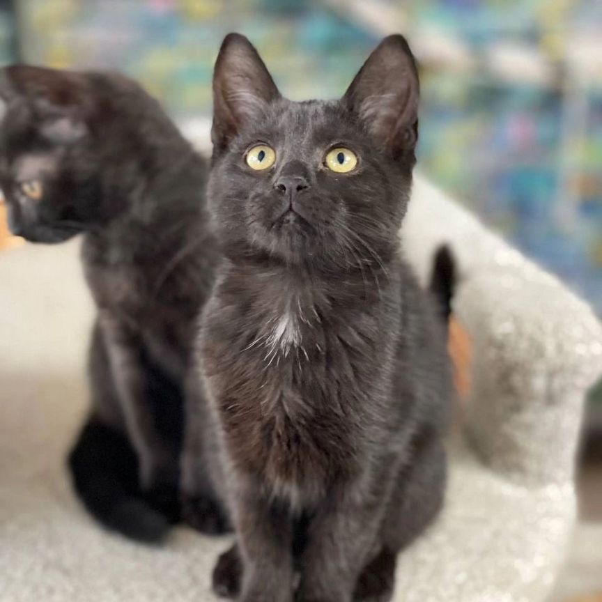 Черный котенок бесплатно в добрые руки