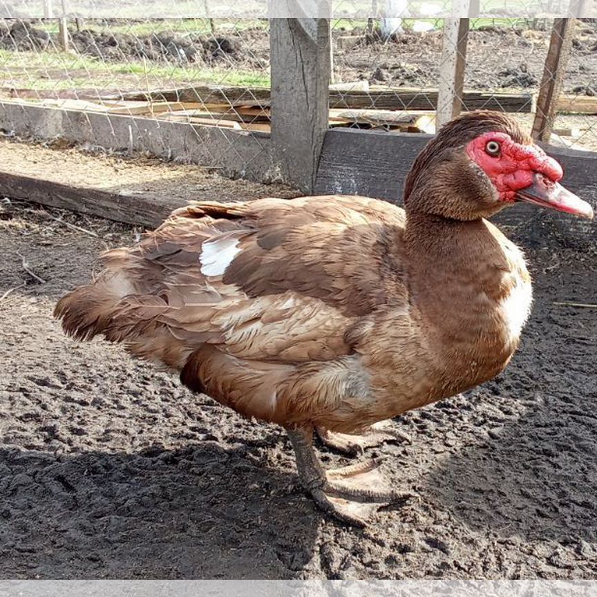 Уточки и Селезни взрослые на племя (Мускусы)