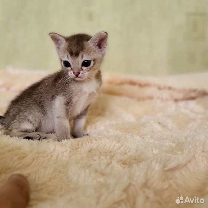 Котята сингапуры