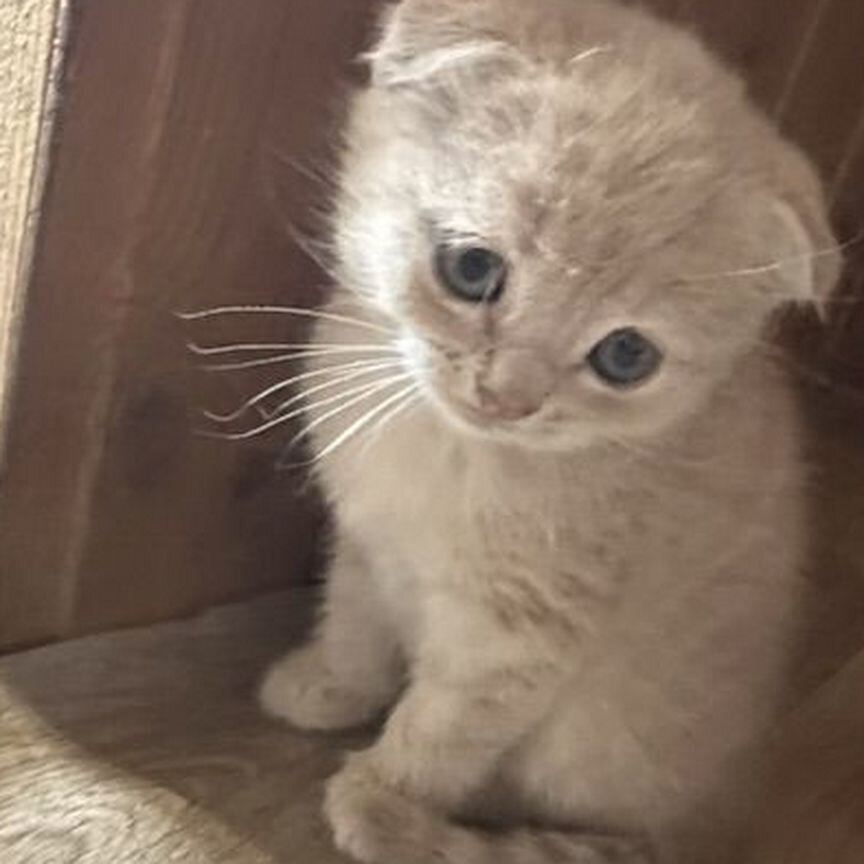 Вислоухие котята