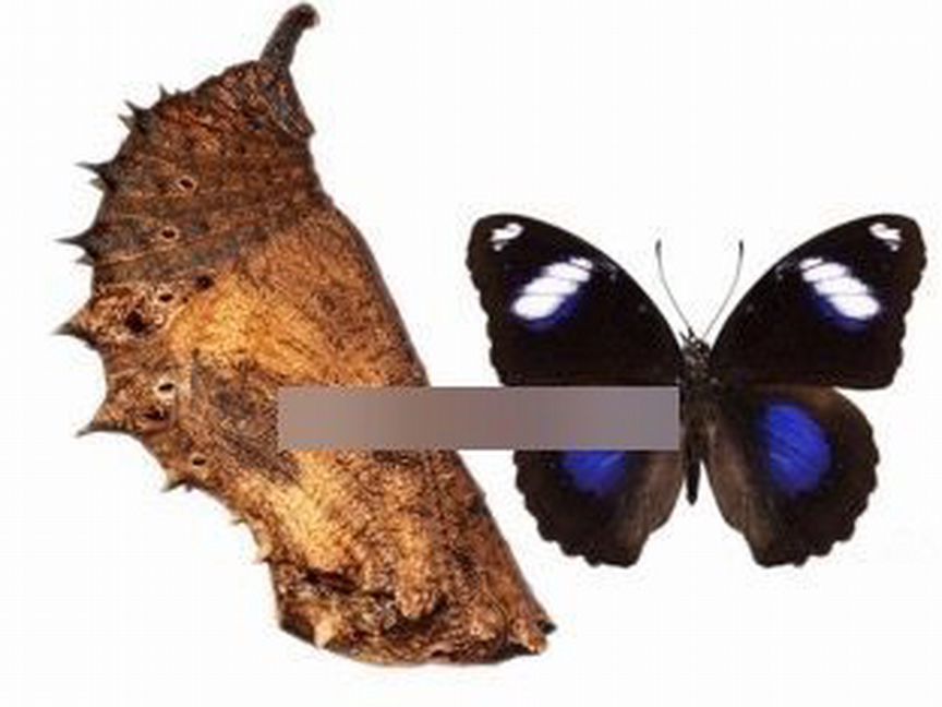 Живые бабочки: Лунная Болина/Графиум/Гебомоя