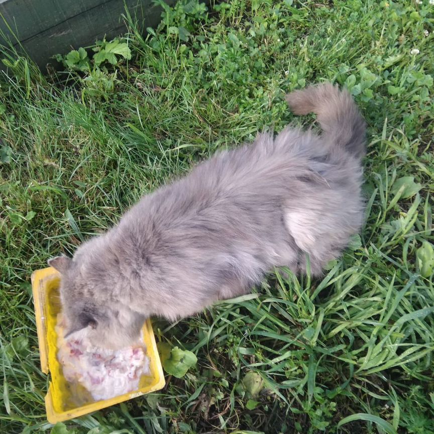Котик пушистый