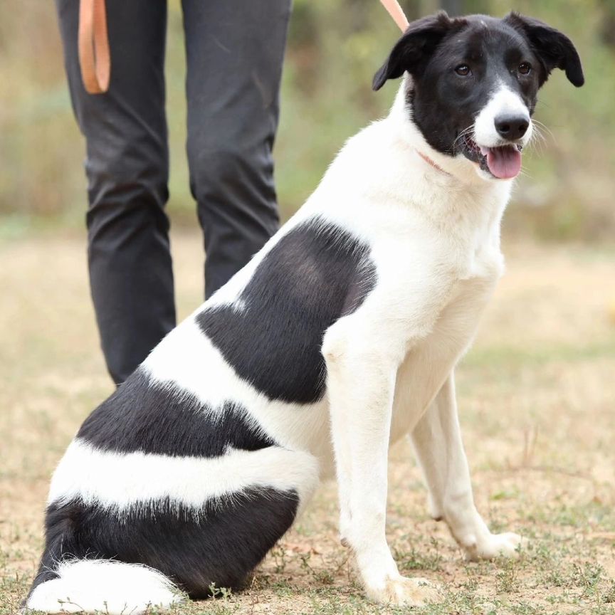 Собака 3,5 года Тая в добрые руки