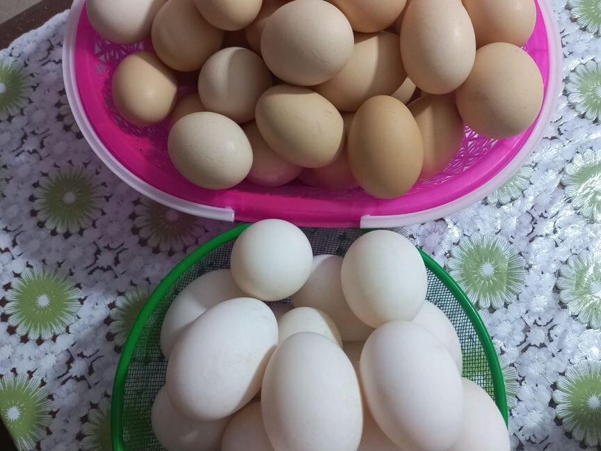Домашние куриные яйца