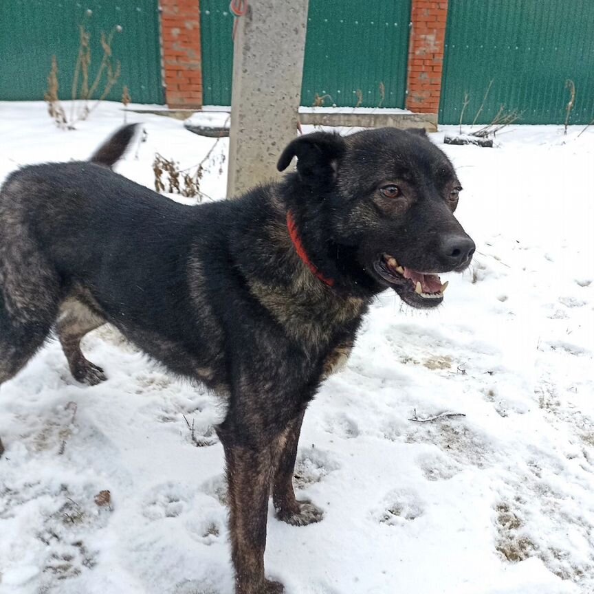 Глаша, небольшая спокойная собачка