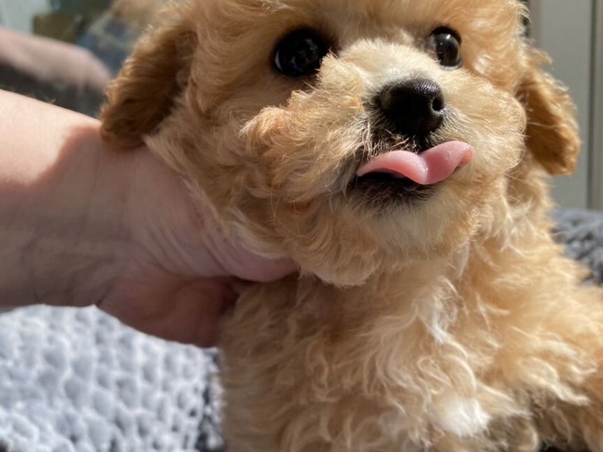 Мальтипу f1 красотка