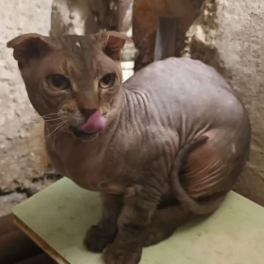 Канадский сфинкс котёнок