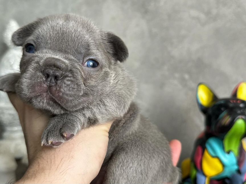 Французский бульдог щенки
