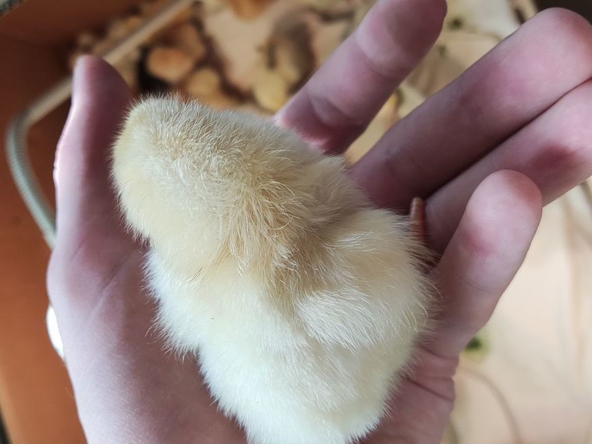 Продаю суточных цыплят. Цена договорная