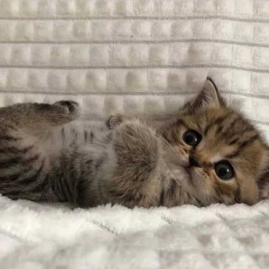 Котята шотландские