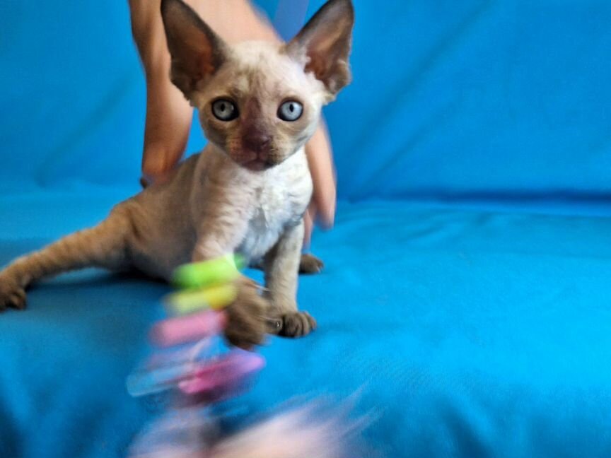 Котята девон-рекс