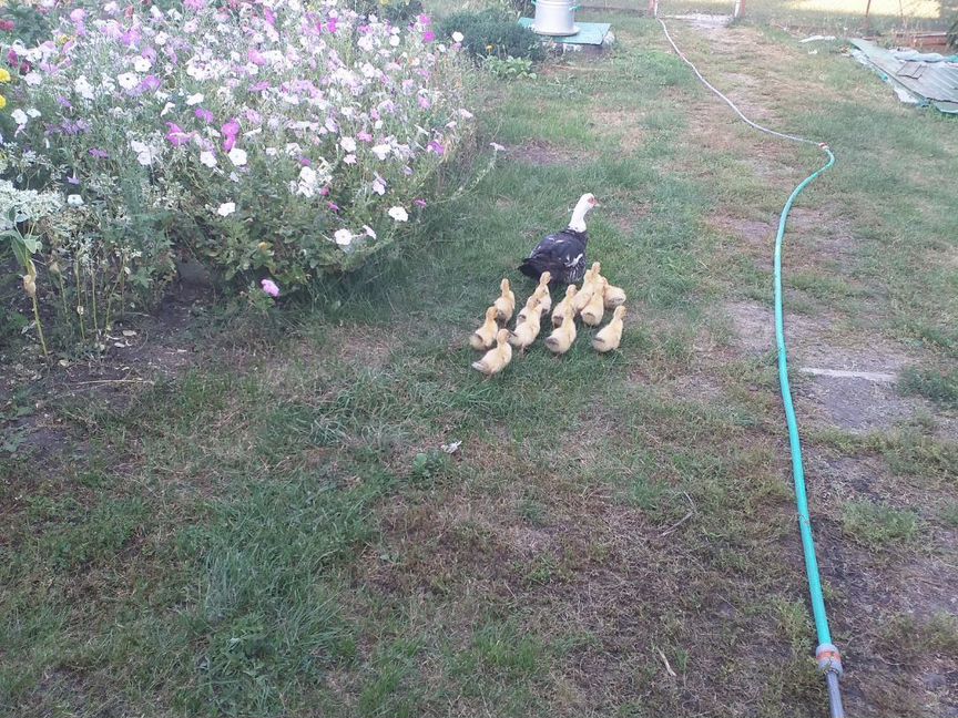 Продам индоутят