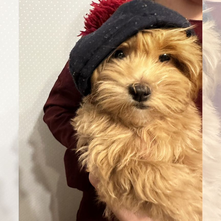 Малыш мальтипу