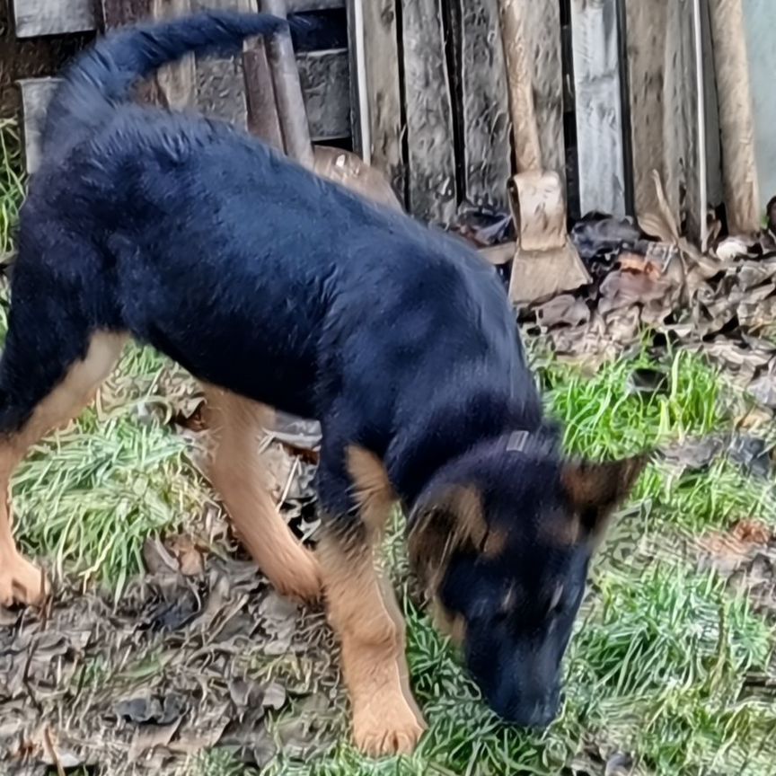 Немецкая овчарка, щенок