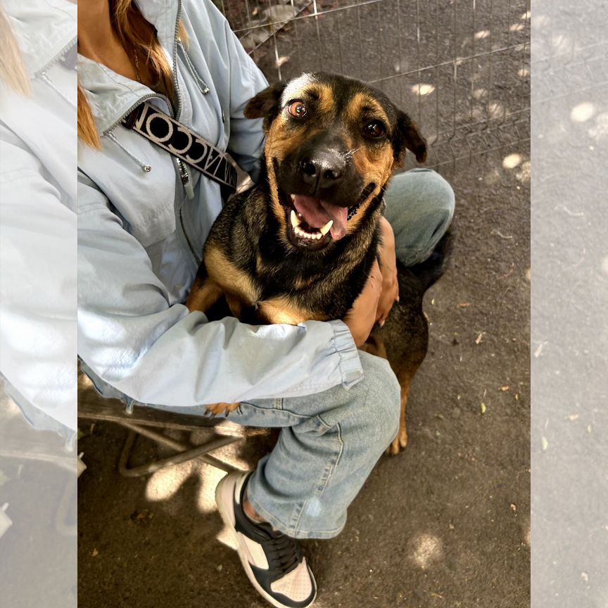 Коротколапая собачка маленькая