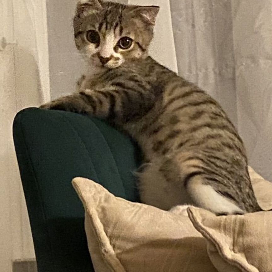 Котёнок в добрые руки