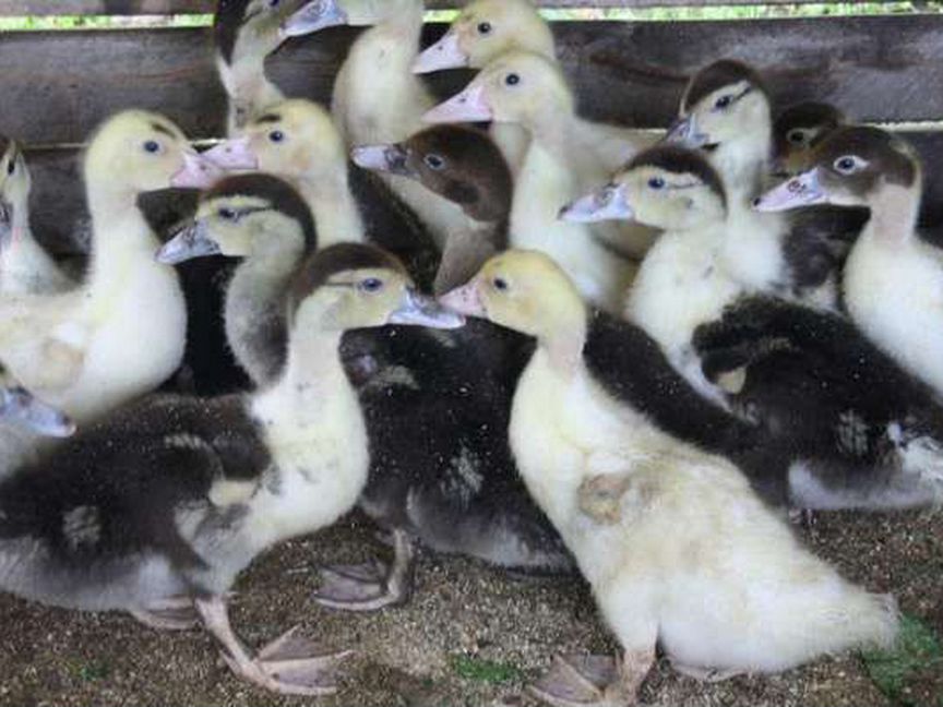 Утята подрощенные 1 месяц