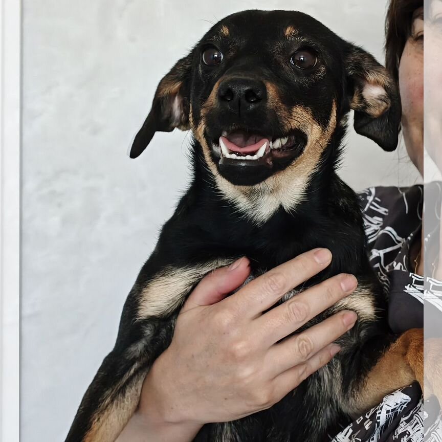 Взрослая собака в добрые руки