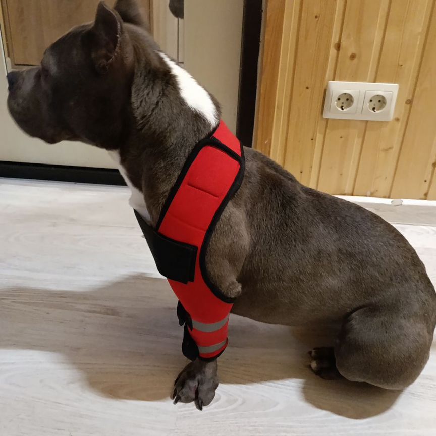 Американский булли, щенок