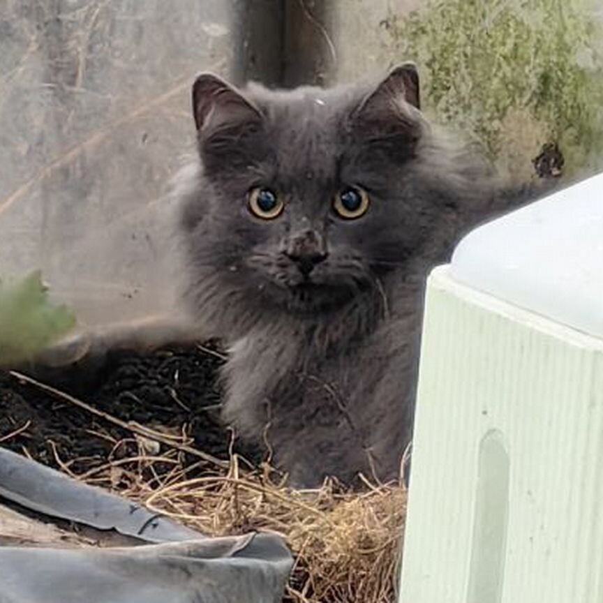 Взрослая кошка в добрые руки