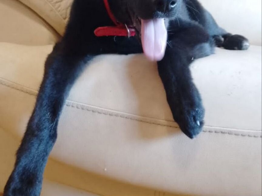 Собака в добрые руки