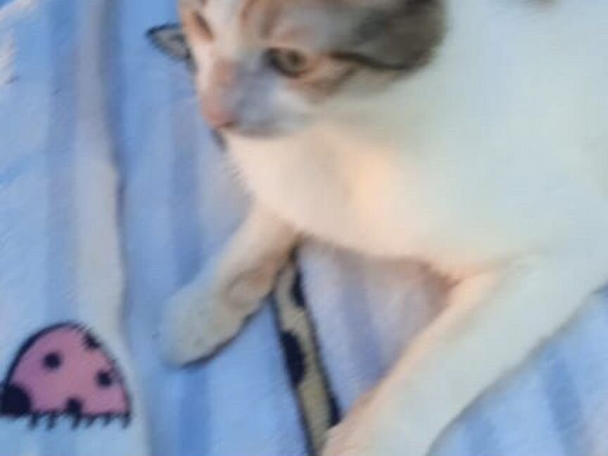 Кошка