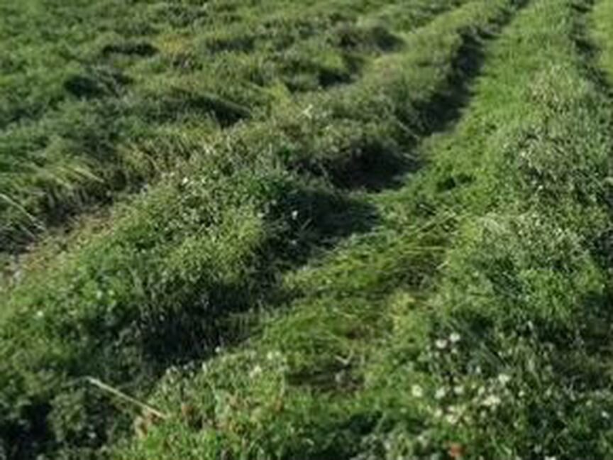 Продам сено