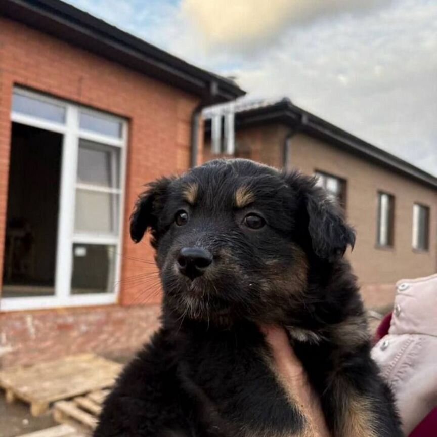 В добрые руки уже обработанные