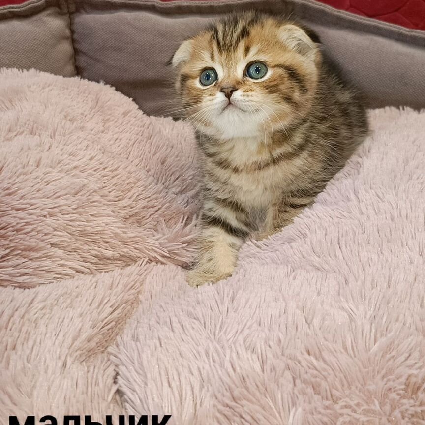 Шотландские котята