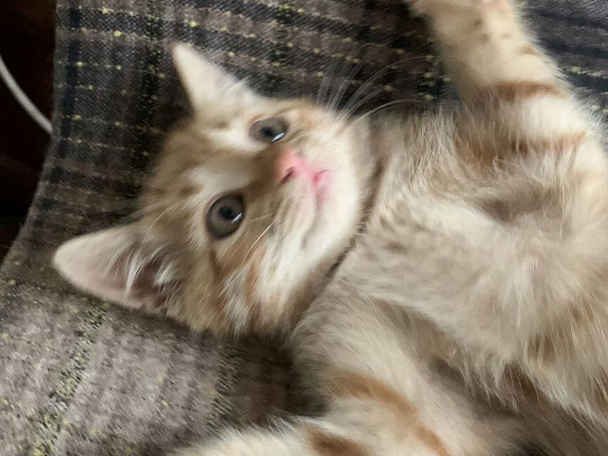 Домовёнок Кузя