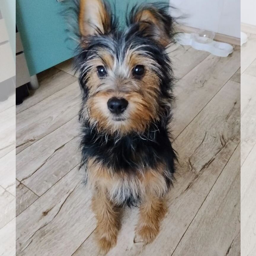 Йоркширский терьер, щенок