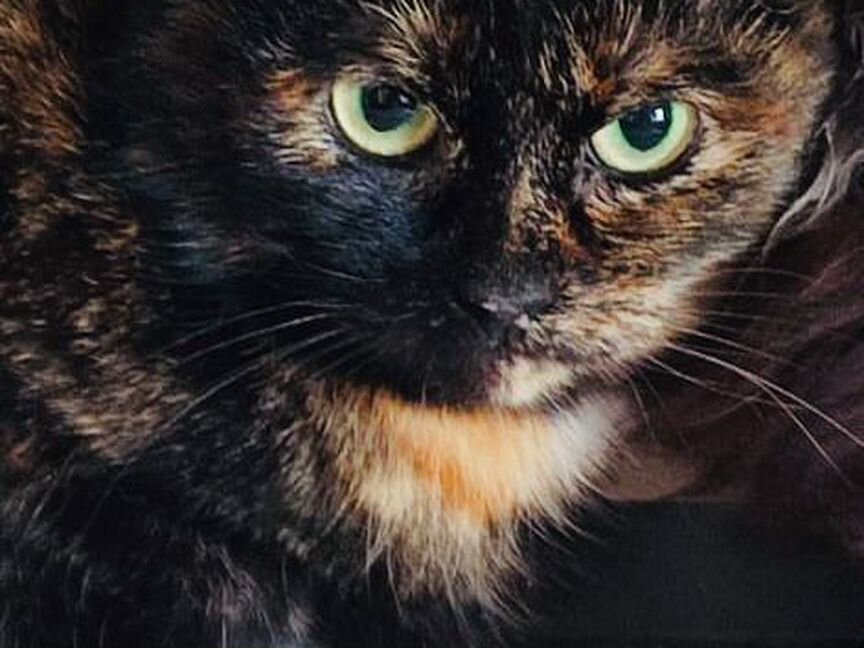 Кошки в добрые руки бесплатно