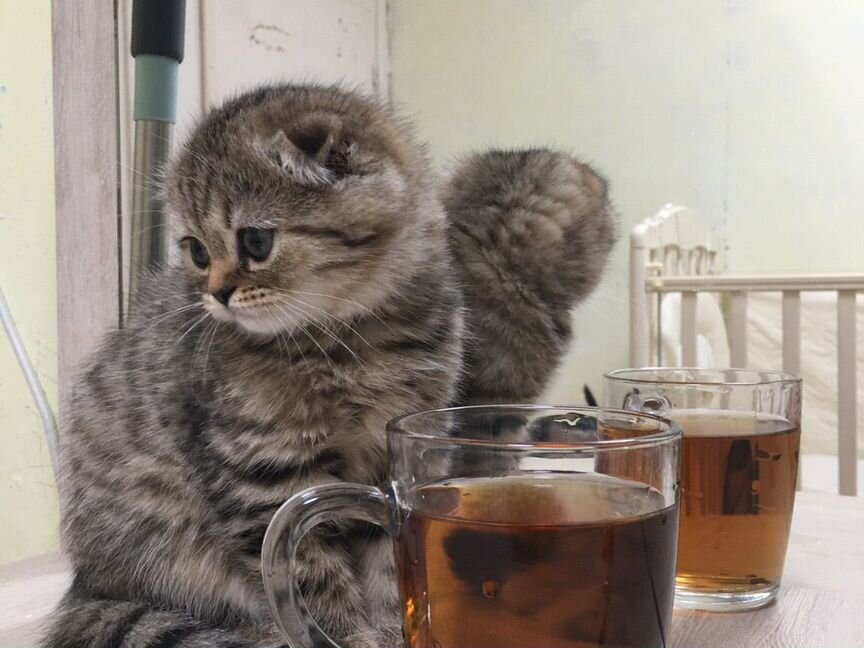 Шотландский вислоухий котёнок принцесса