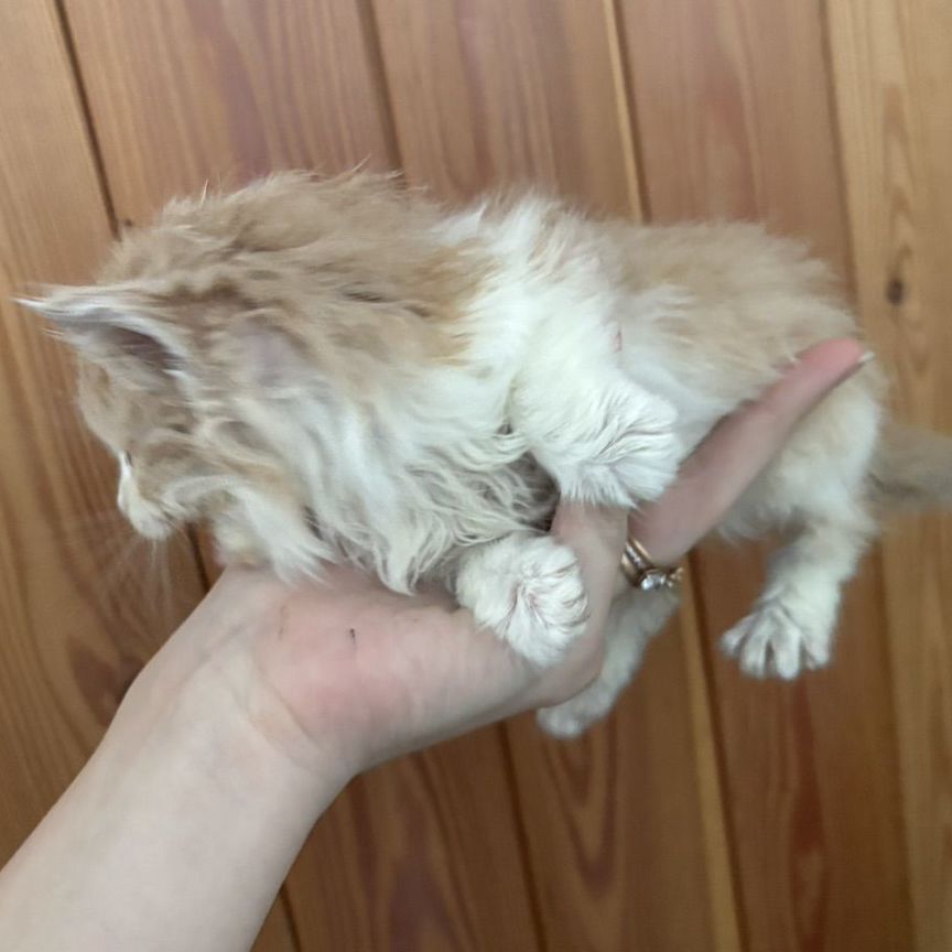 Котенок