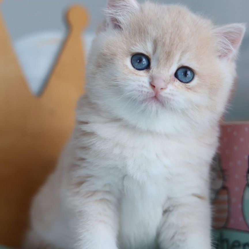 Британские котята золотая шиншилла