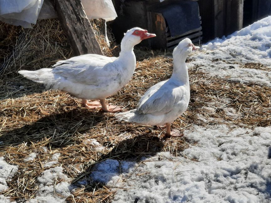 Семья индоуток на племя(две уточки и селезень)