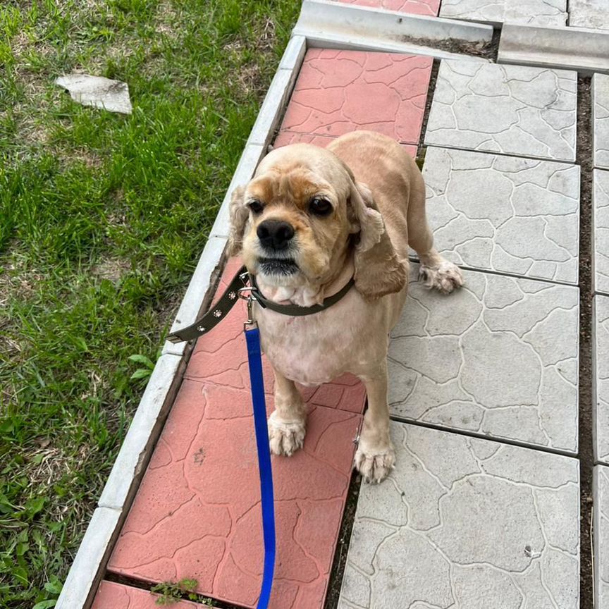 Отдам собаку в добрые руки