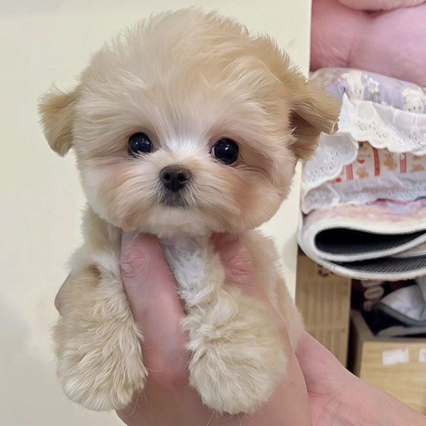 Мальтипу, щенок