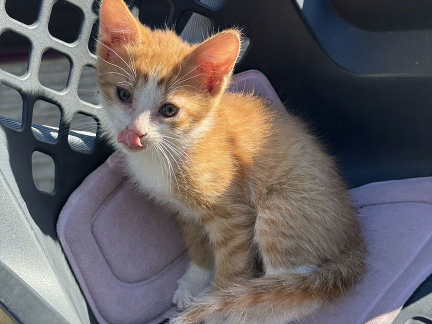 Рыжик 2 месяца