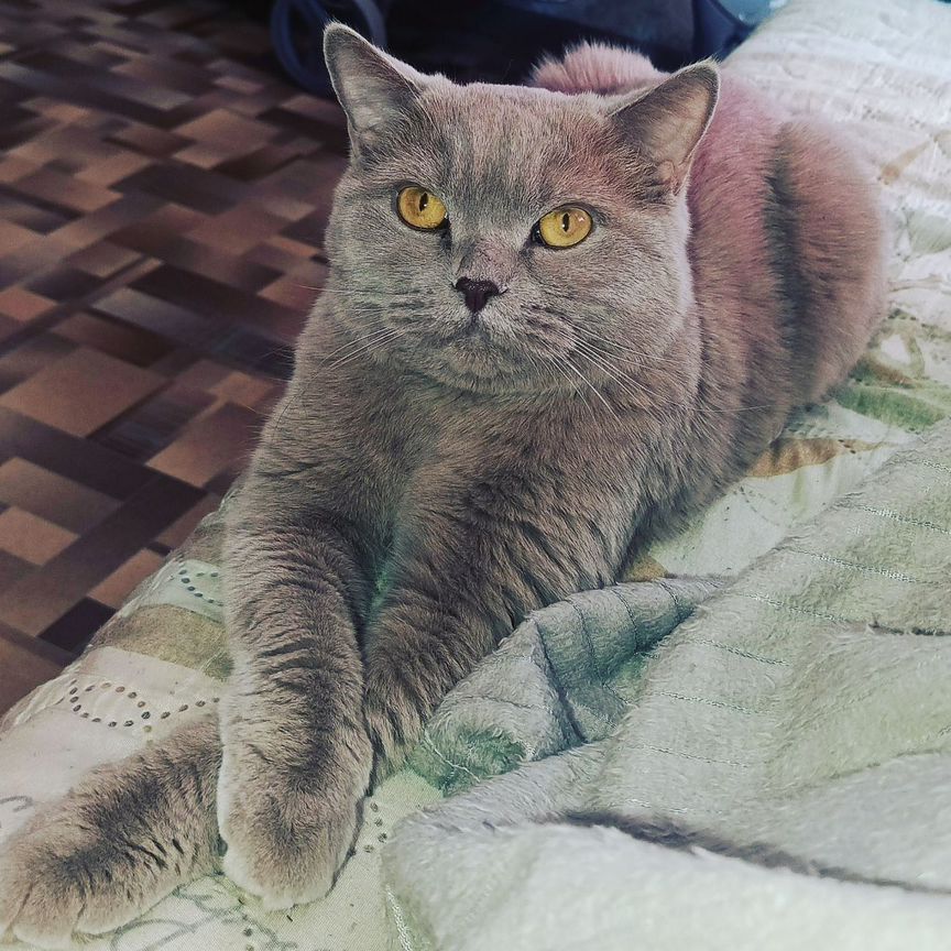 Британский короткошёрстный, взрослый кот