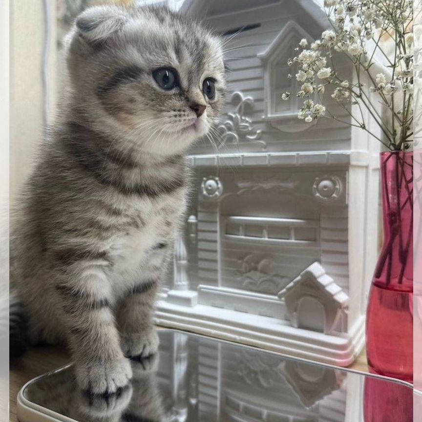 Шотланские вислоухие котята